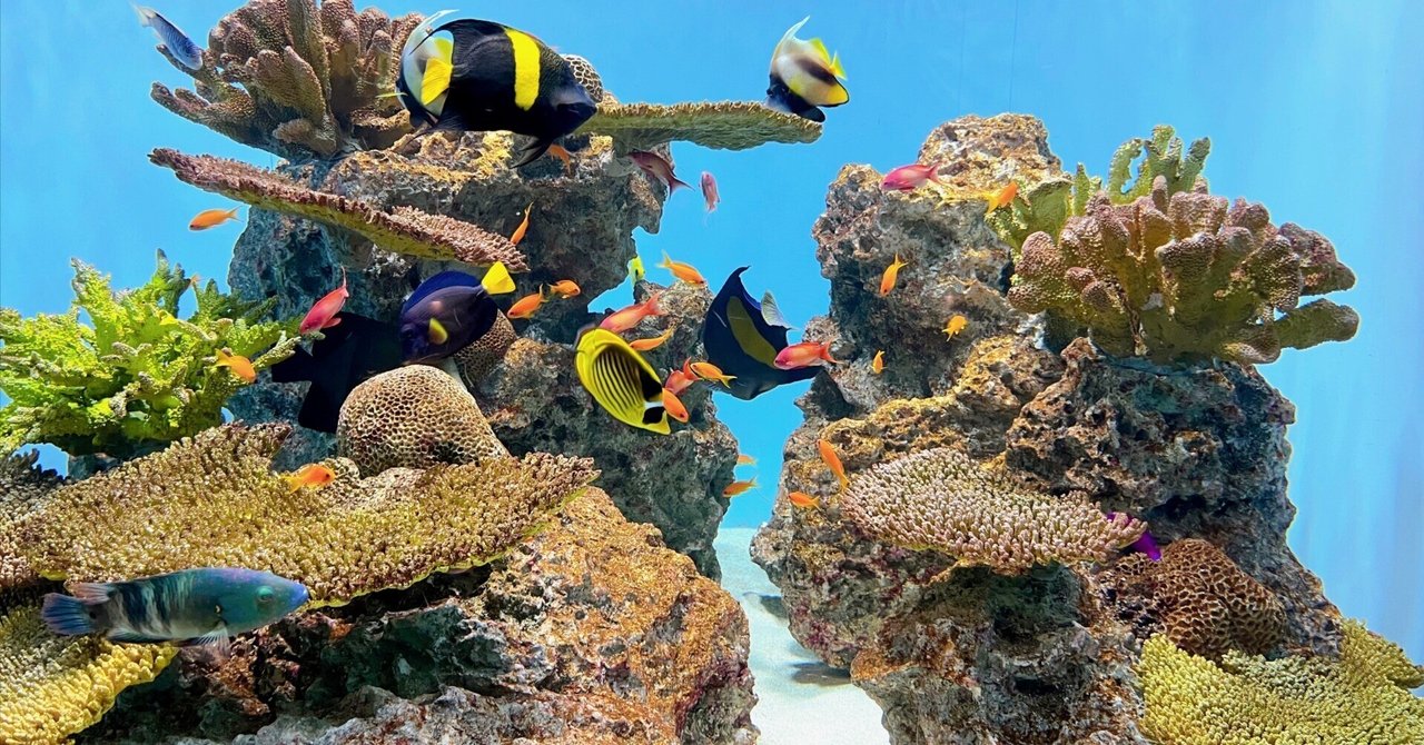 ウォーキング｜～Tsunagu(つなぐ)～「社会とホッとにつながろう！」発達特性のある学生向けコミュニティ