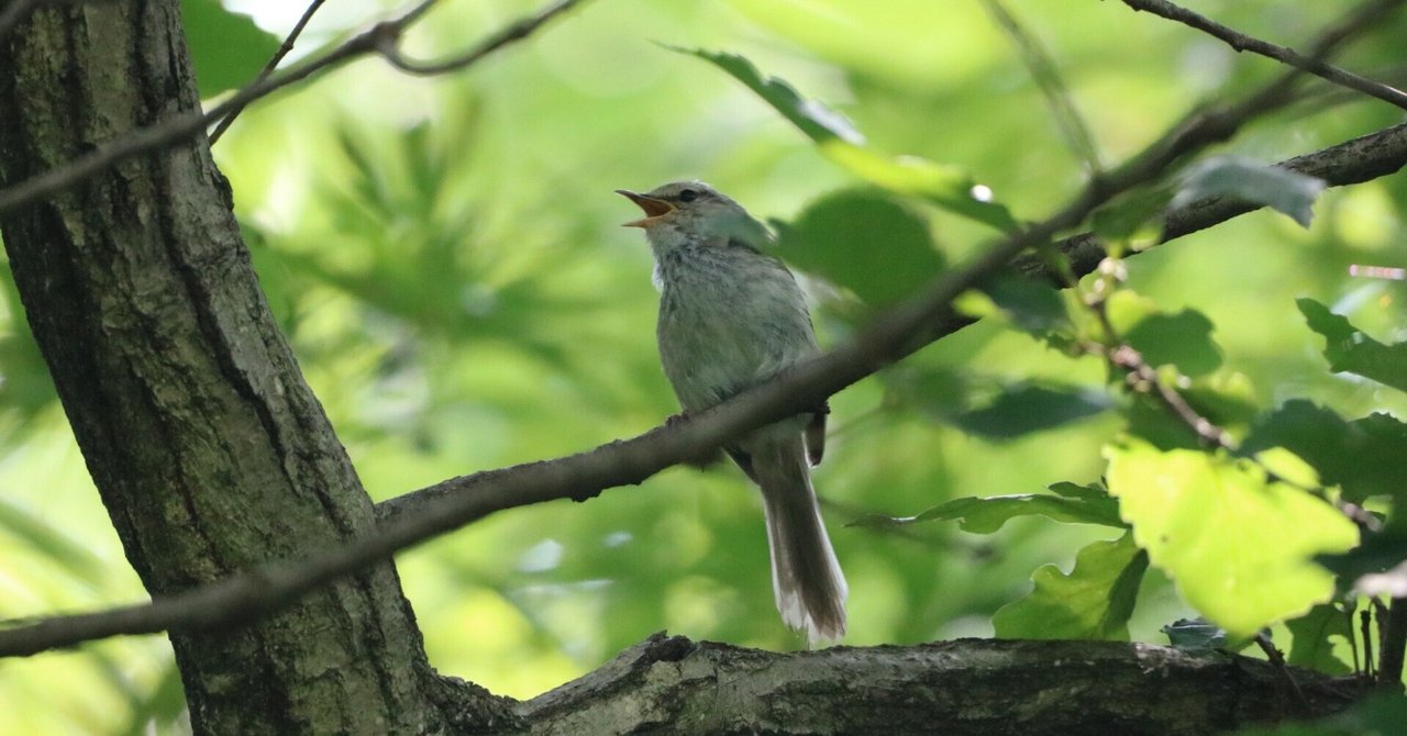 Stroll & Snaps, Vol. 58: 界隈の和み - 鶯再び｜Strolling Ricky