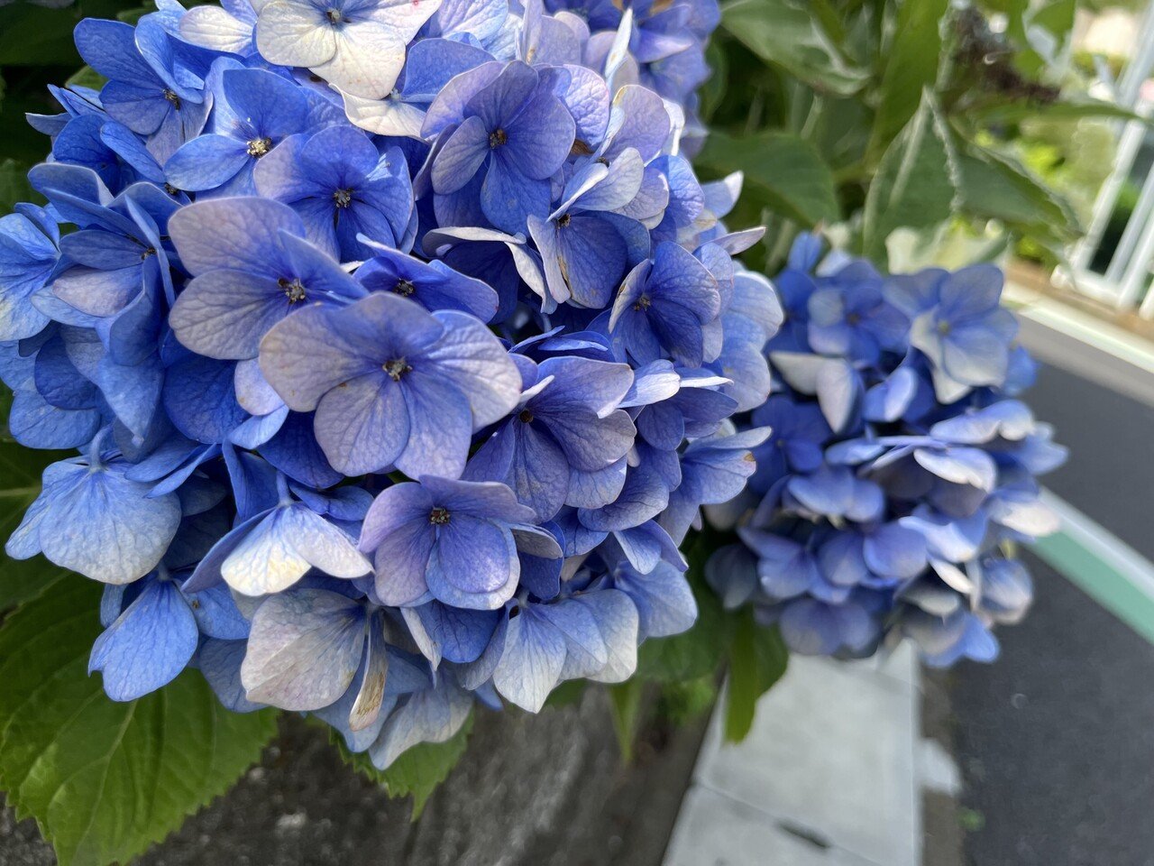 『おはようnote☘️6/30』 おはよう御座います😊 今日も始まりましたね‼️ 6月最終日も気をつけて、 いってらっしゃい ｜Ryosuke Matsusima