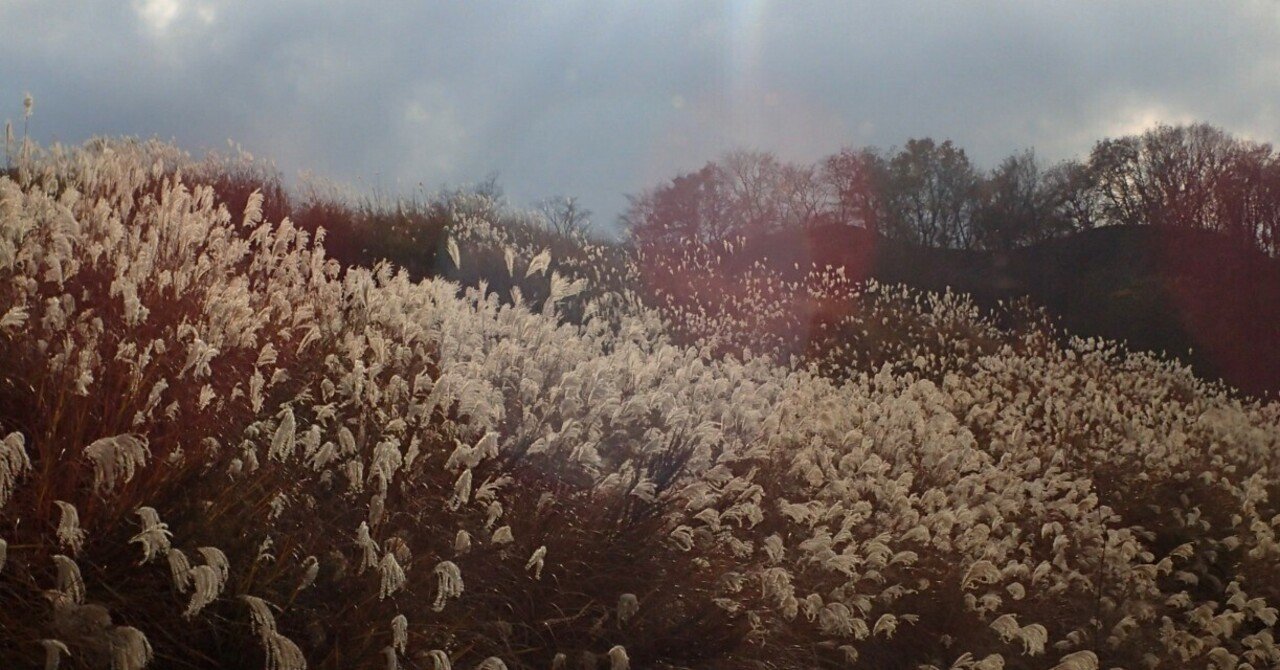 季節はずれもいいとこだけど、ススキ｜Tetsuya Maeda