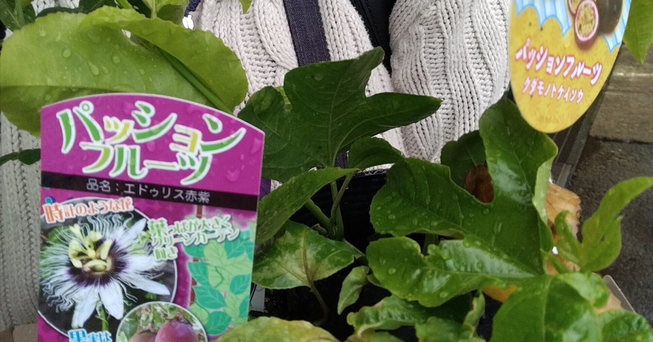 しなびてました｜🥚RIKO*MAKO🐣