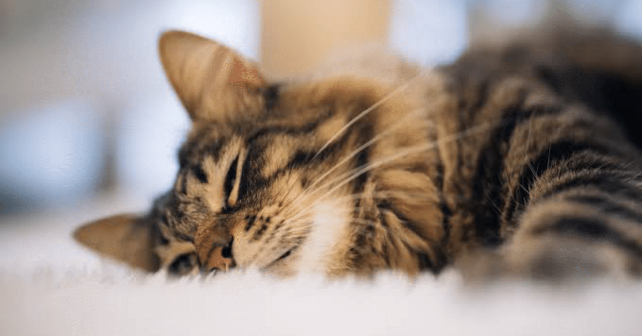 自分を大切にする方法 7｜messenger_sala