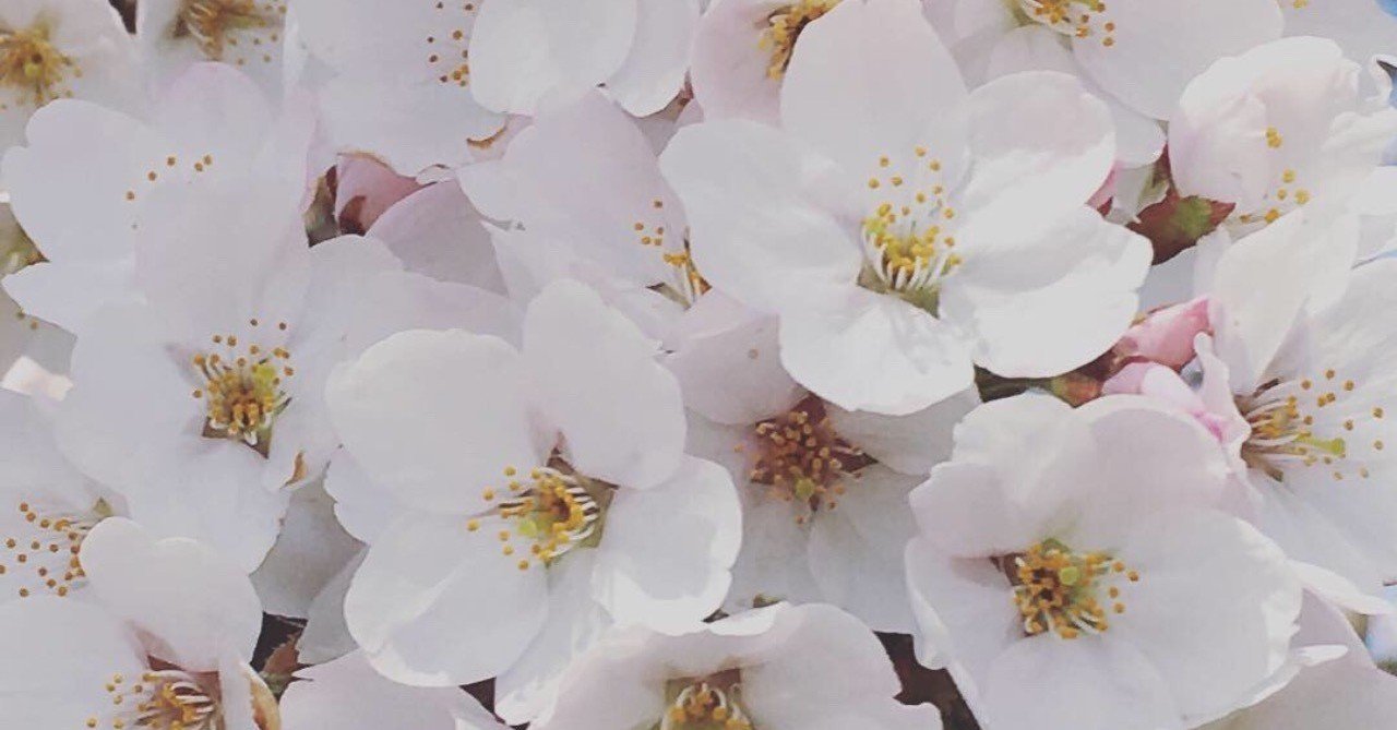 初めてのお弁当…｜阿邊里恵_rie abe