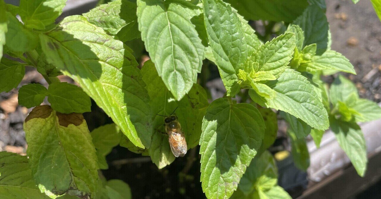 夏対策【養蜂生活808日目】｜yabusan（823）