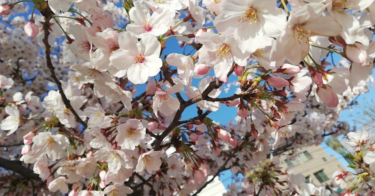 魅力的な人｜Reiko Kim｜note