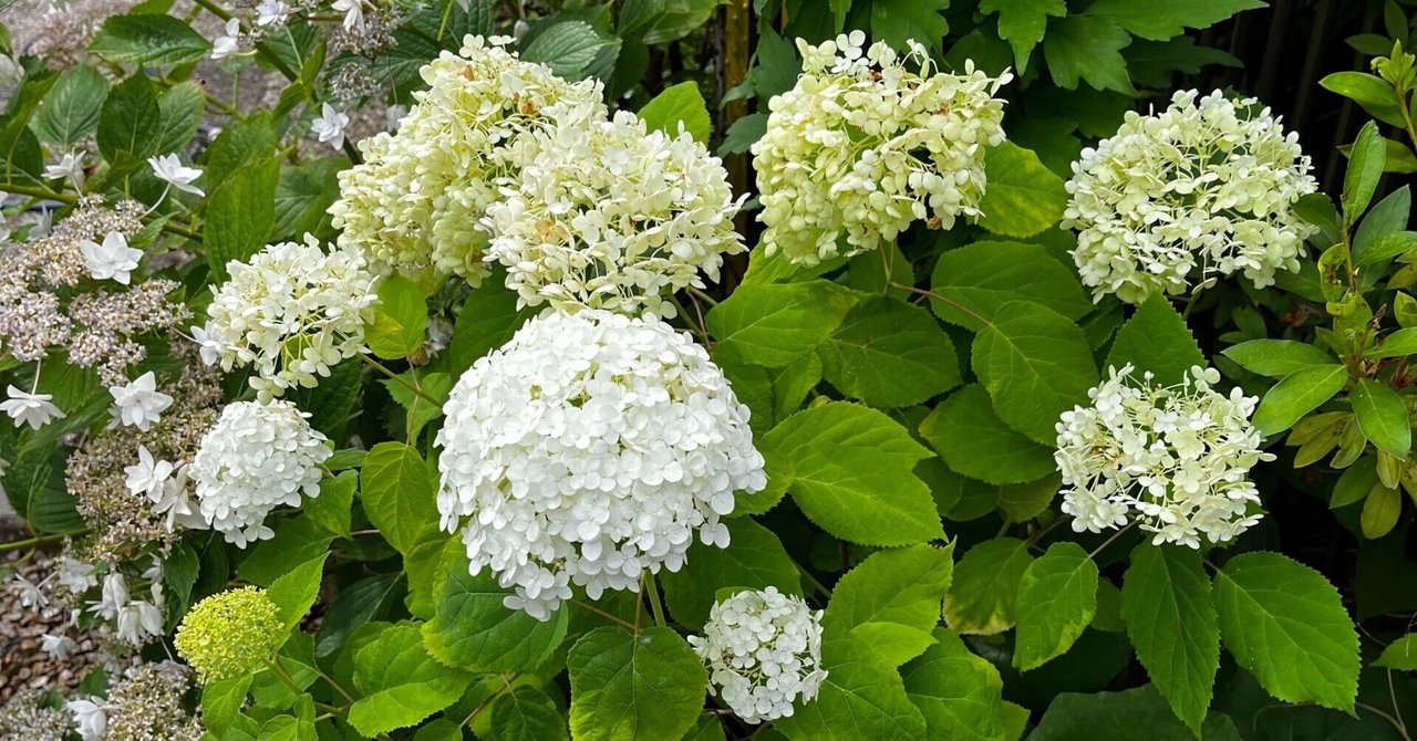 niwaijiri_ken｜note