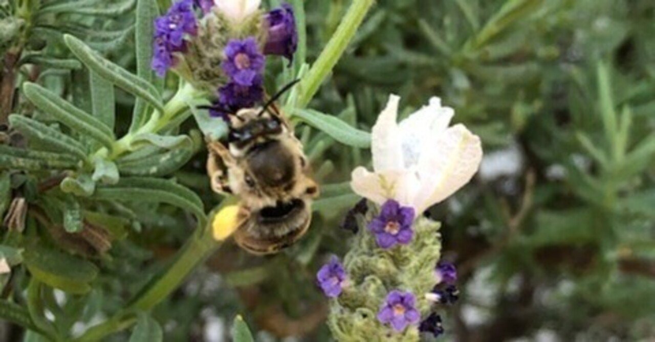 神の使い｜micah