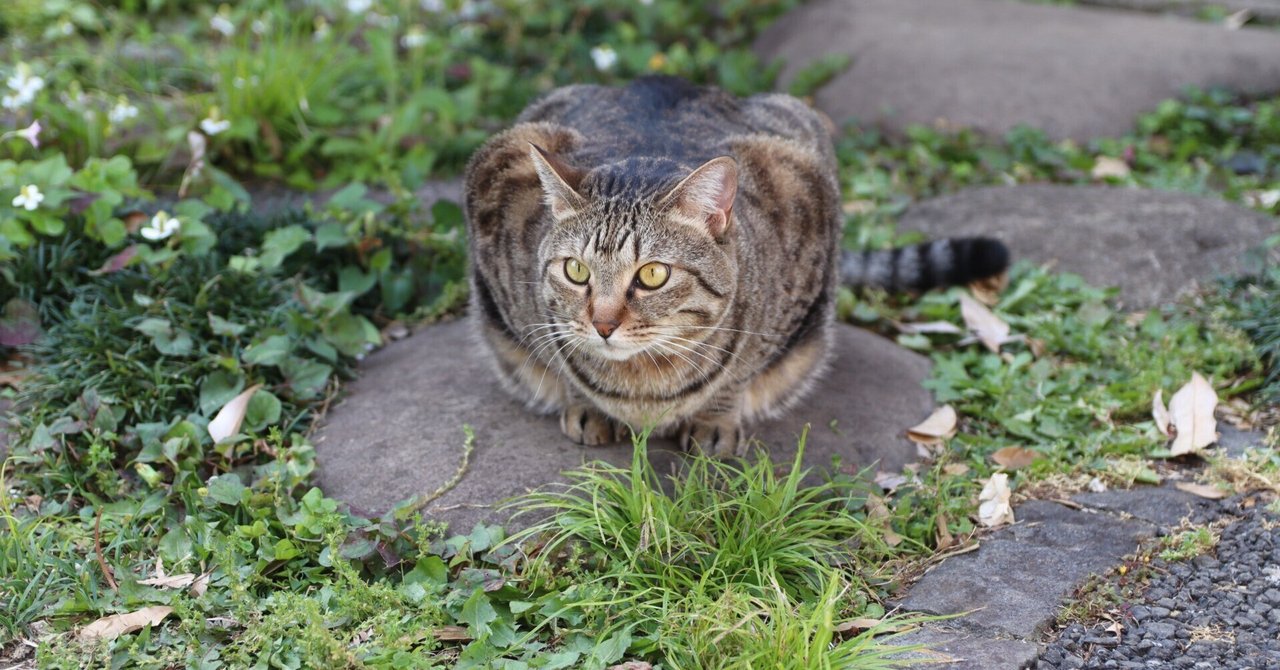 夢のキス｜紅＝猫の瞳に恋する執事 Ti amo♡ ＃キジトラ ＃note ＃小説 ＃エッセイ ＃猫がいる幸せ