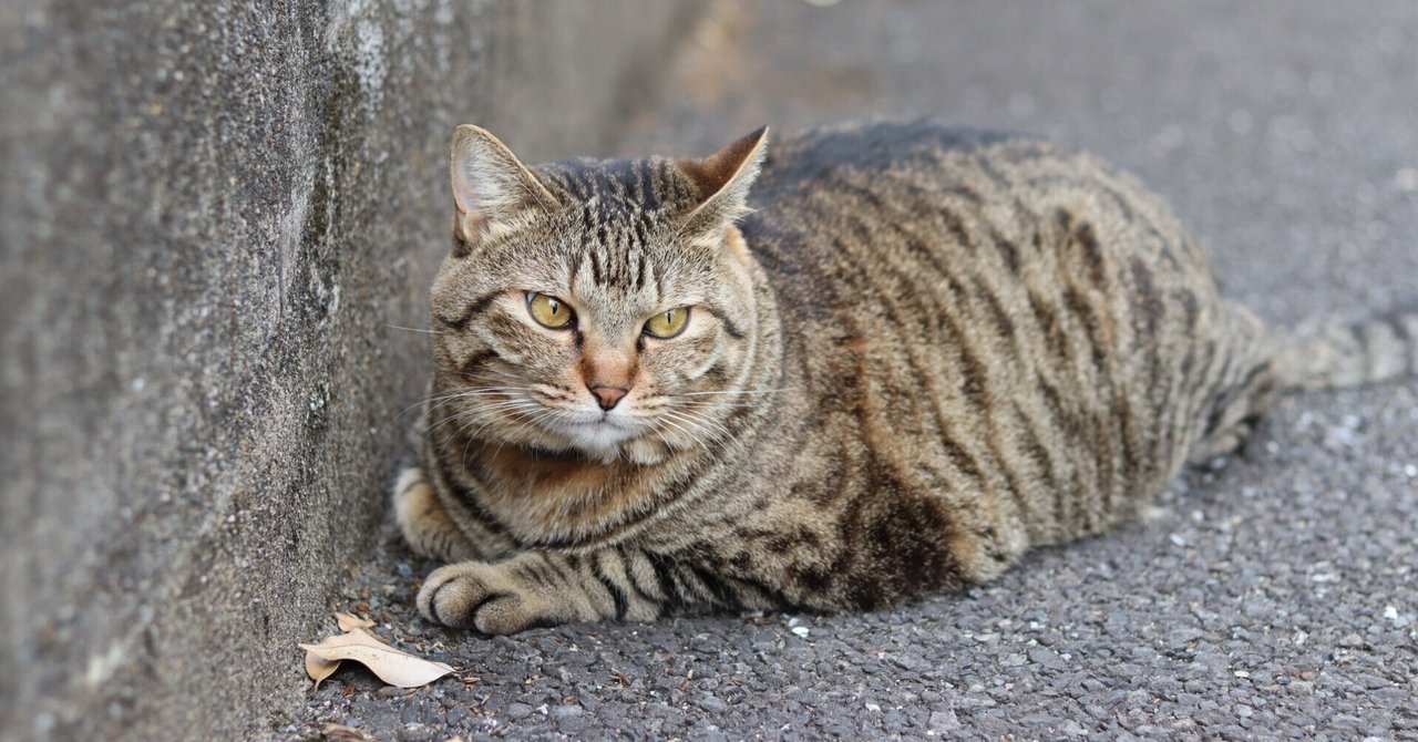 委ねられる幸せ｜紅＝猫の瞳に恋する執事 Ti amo♡ ＃キジトラ ＃note ＃小説 ＃エッセイ ＃猫がいる幸せ