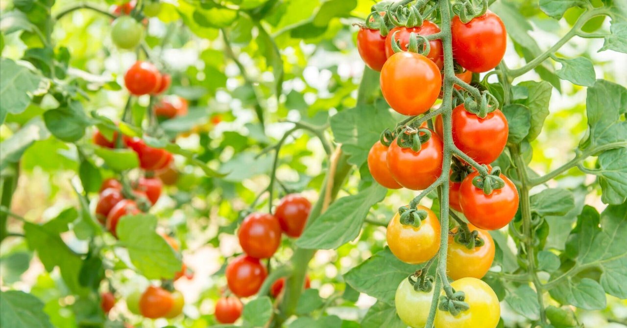 はじめまして｜muico