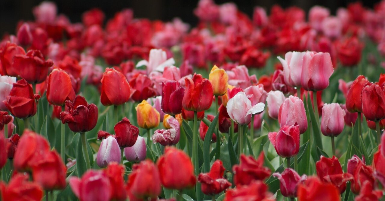 反省日誌｜TANOSHIKA piasu