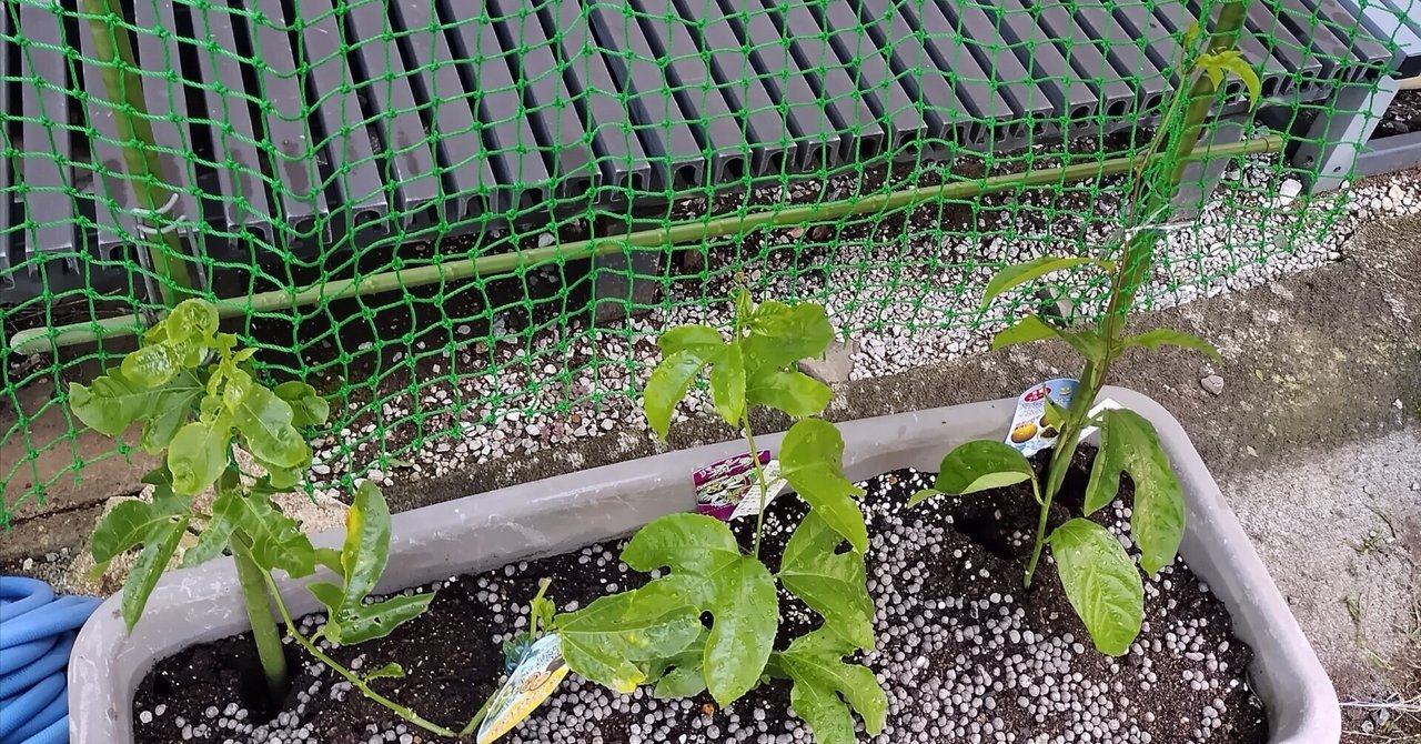 はっぱとれた｜🥚RIKO*MAKO🐣