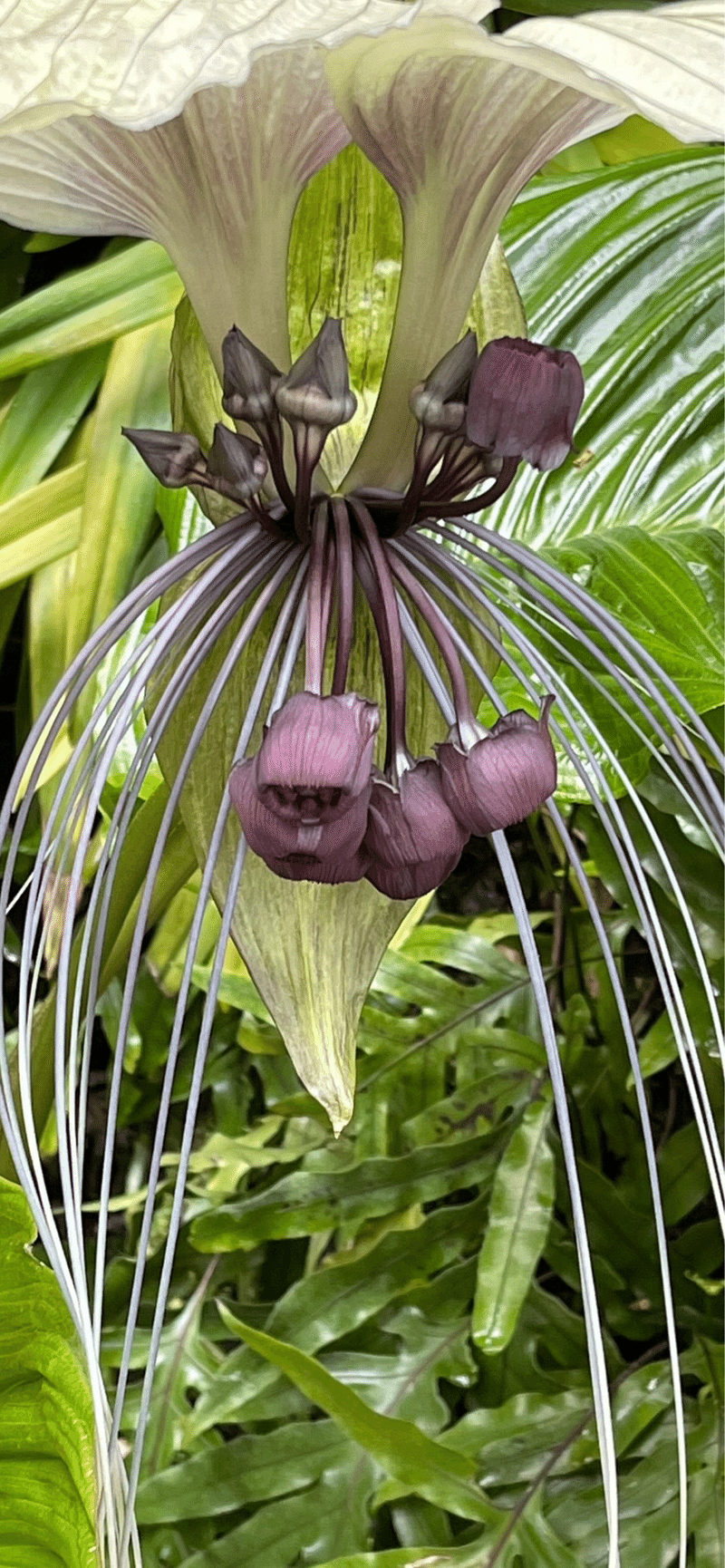 TACCA INTEGRIFOLIA｜EGGSEED