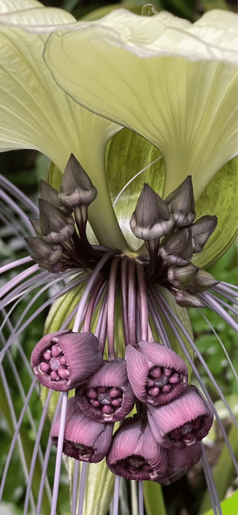 TACCA INTEGRIFOLIA｜EGGSEED