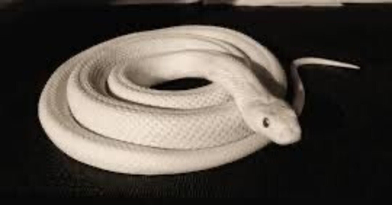 小松島4R12:04🔥🔥🔥｜#ゴロリ #競輪予想 #万車 #開運 #金運