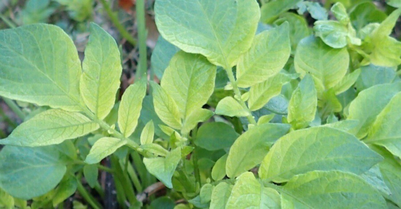 これも毒なの？ ジャガイモ｜Tetsuya Maeda