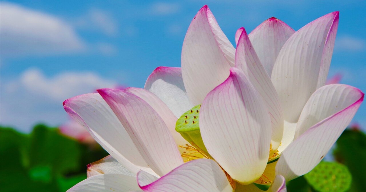 蓮の花:: Lotus shooting locationⅡ｜キータン🦋