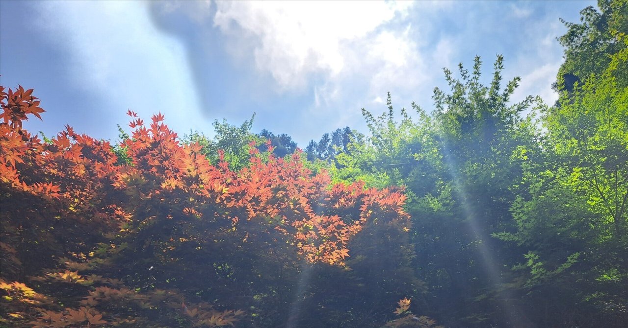 月詠からの招待｜Stella garden‐ステラガーデン‐｜井藤雅子