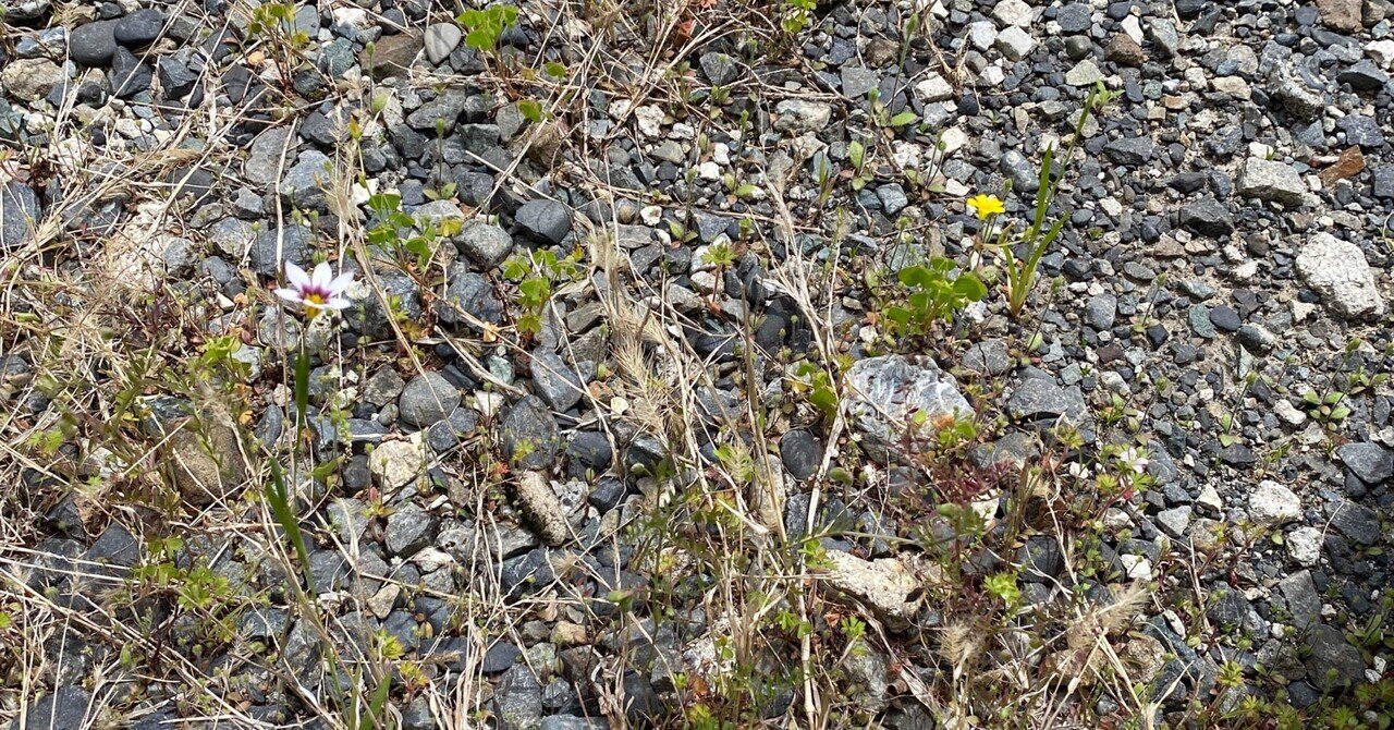 新日常 小説5｜Hecto