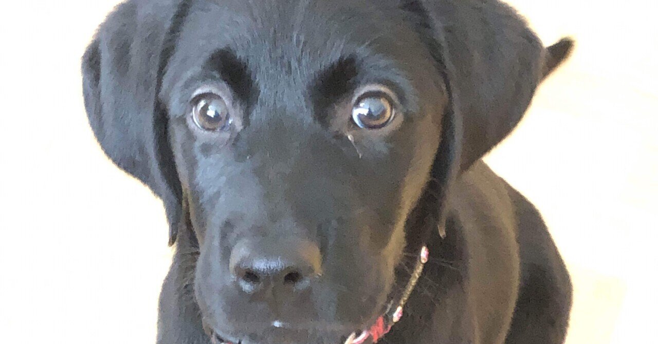 パピーとの暮らし 3週目｜ユメカ（Yumeka.yy）