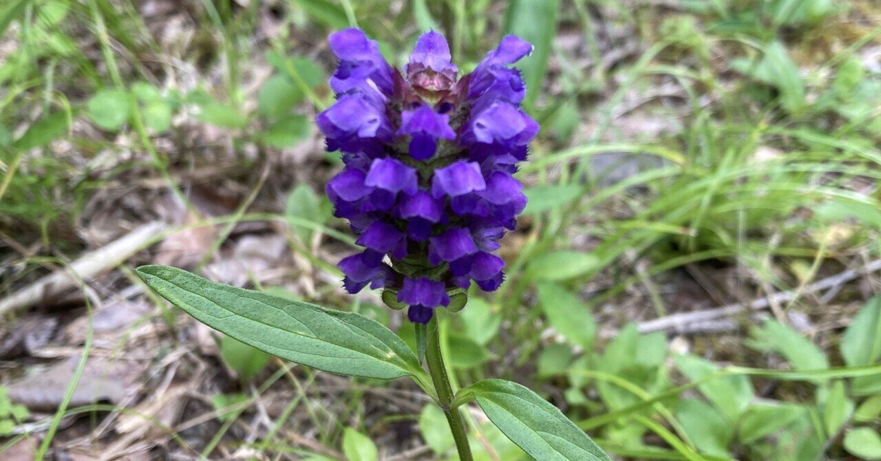 夏だ！山だ！汗だくだ💦💦！！(ヽ´ω`)｜みっひ〜@NBonyx