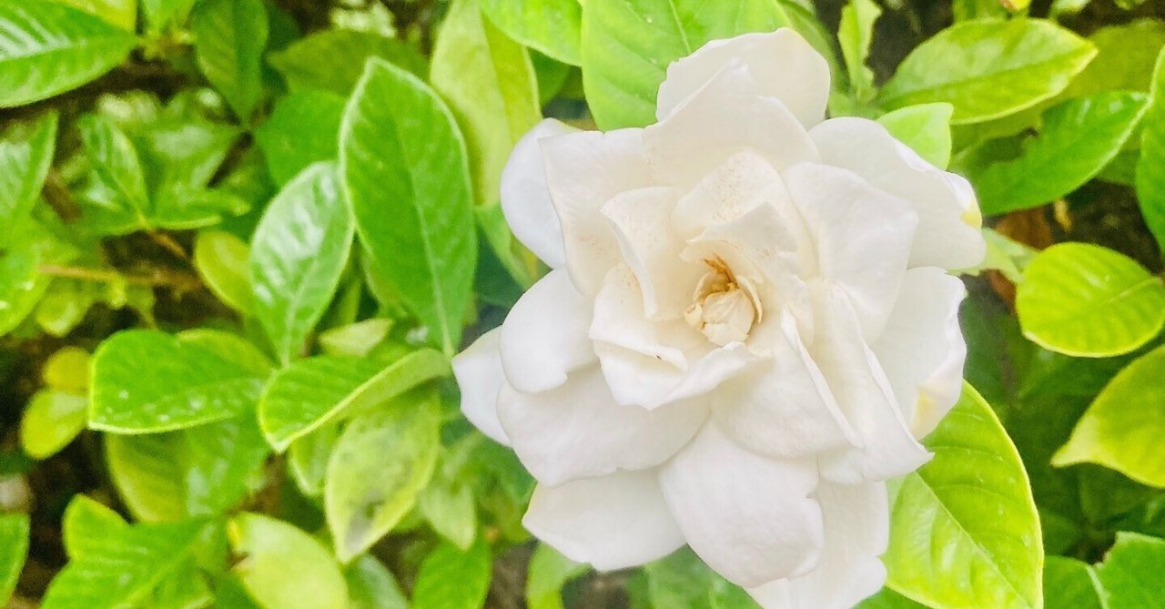 さまざまな想念を敏感に感じとれるあなたと｜Yuko