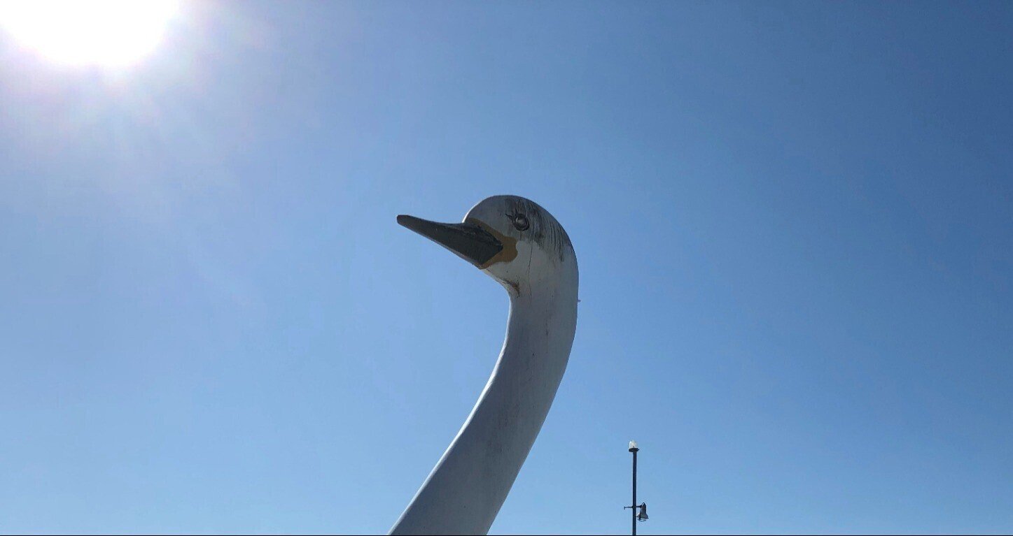 水鳥葛（mizudori kuzu）｜note