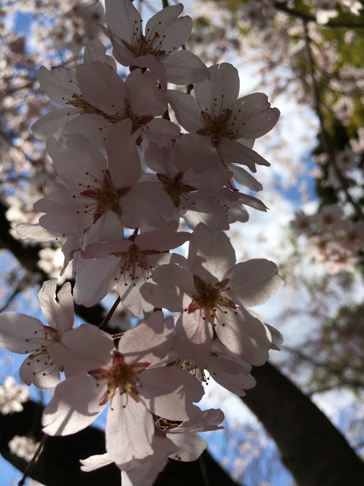 今年の桜。｜阿邊里恵_rie abe