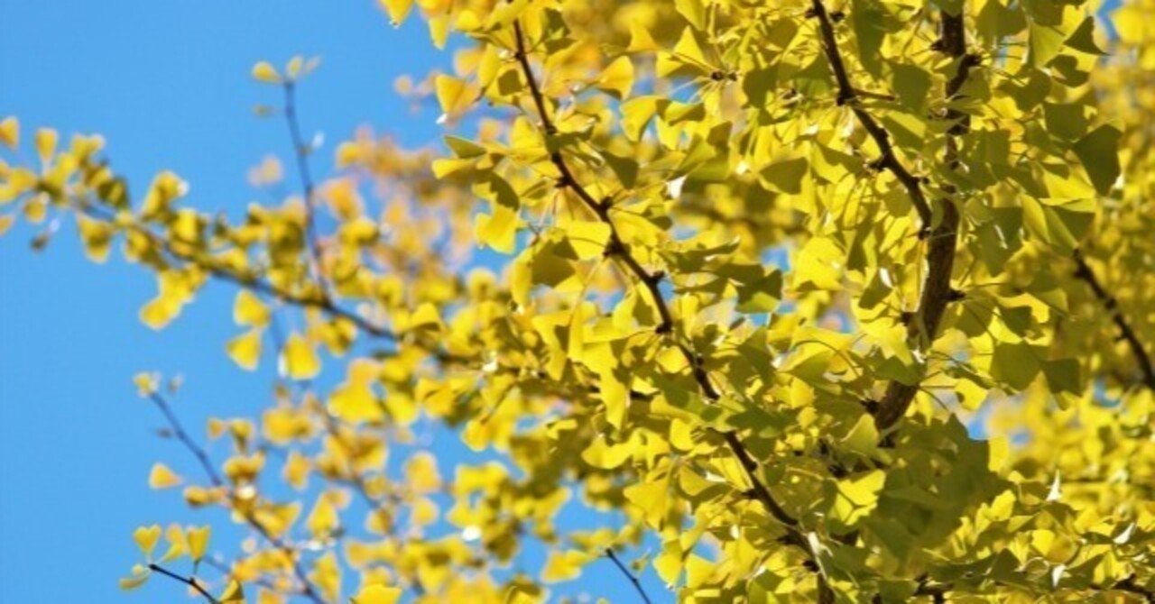 マップの説明｜御堂筋イチョウマップ-Midosuji Ginkgo Map