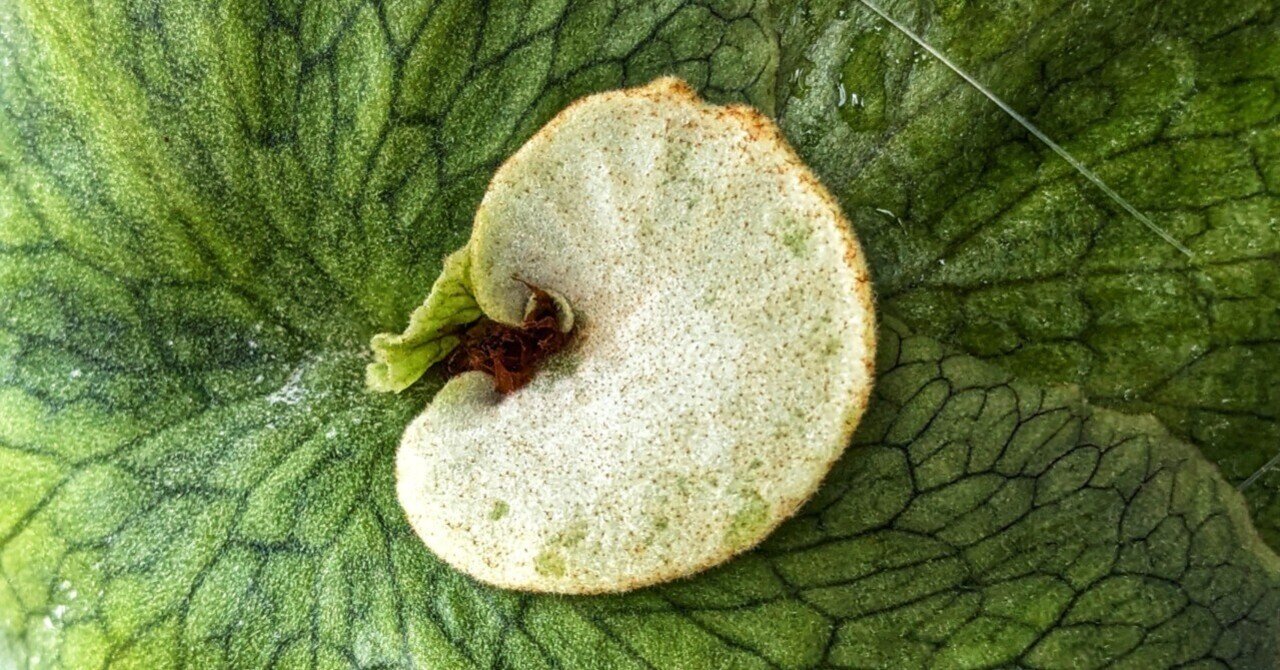 Amazonアソシエイトの実験｜kako_jun