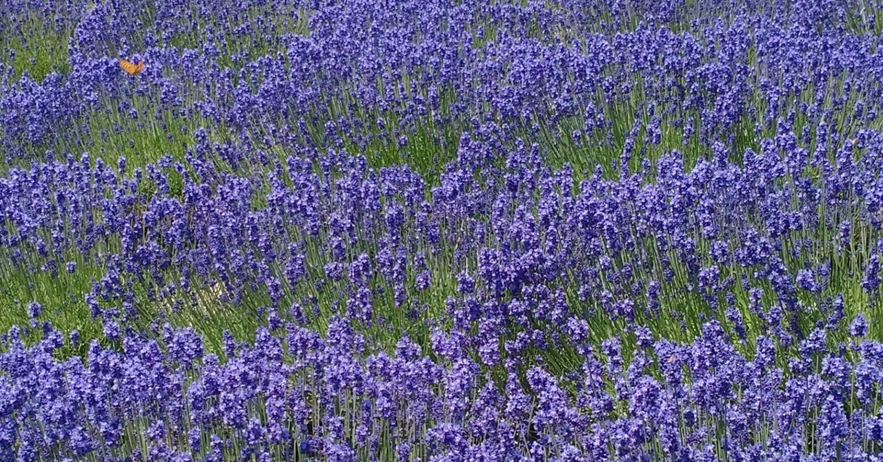 ラベンダー｜yukiko