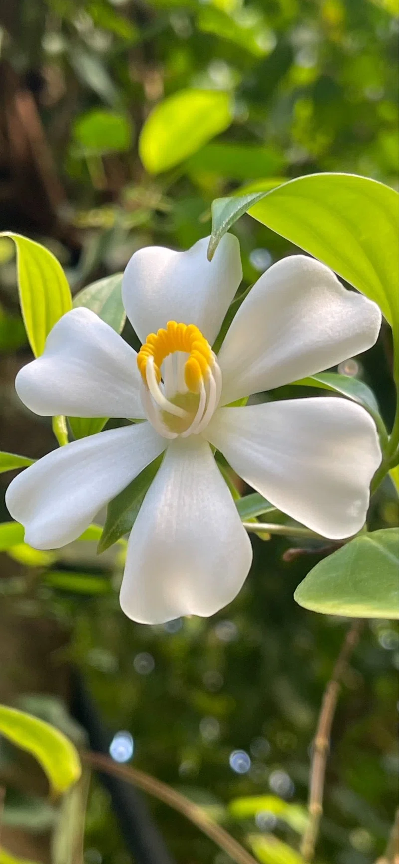 BLAKEA GRACILIS｜EGGSEED