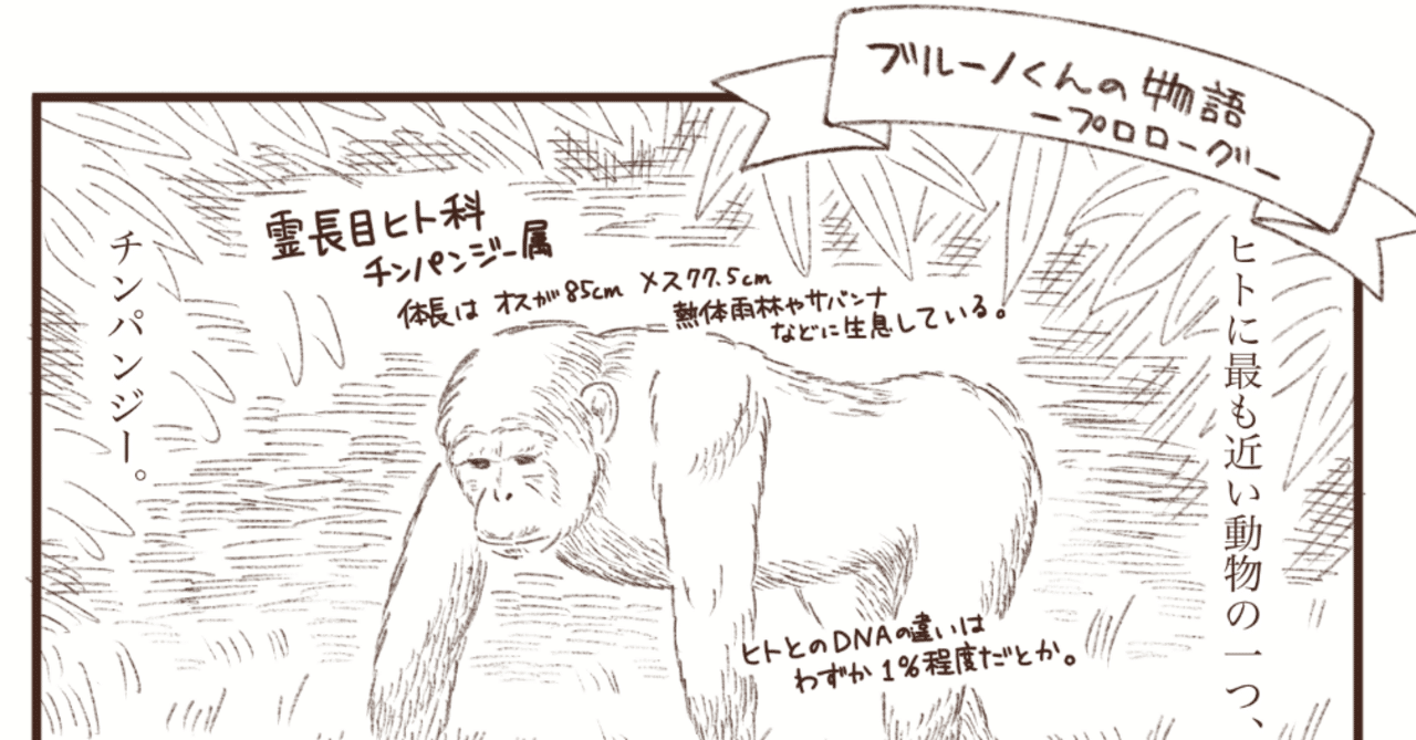 【漫画】ちょっと怖いチンパンジーのお話 ー ブルーノくんの物語 ー｜usami_kamo