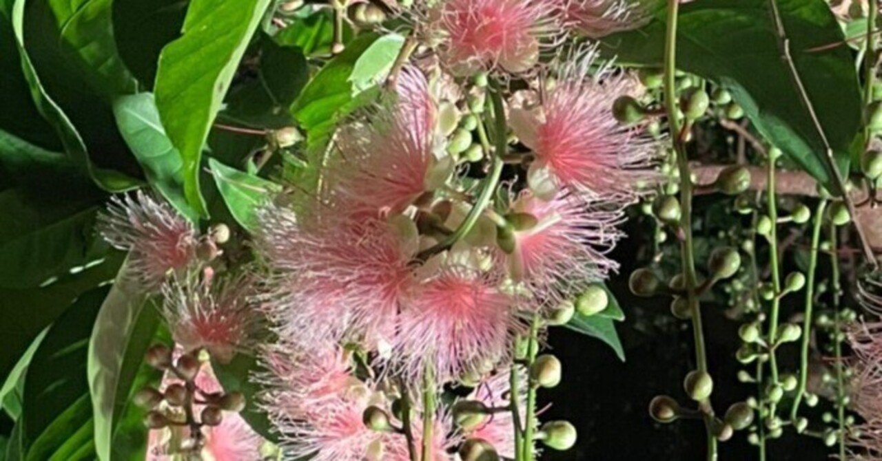 生きづらいのが普通だと思ってた HSP編｜macari