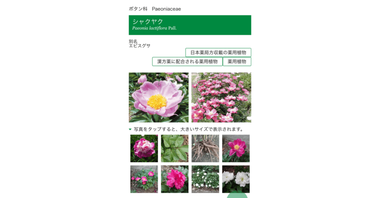 【草花】シャクヤク[生薬：芍薬]｜200im