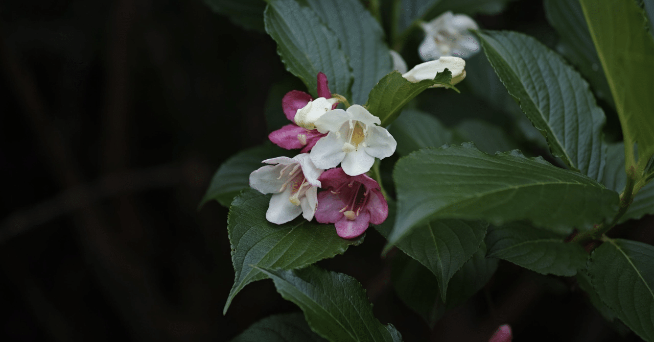 【定期購読マガジン記事『行動する人、しない人』no.42】～行動する人は”目の前の”問題解決を考える、そうでない人は・・・～｜Ryosuke Matsusima