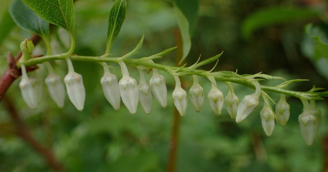 ネジキ ツツジ科は毒がある?｜Tetsuya Maeda