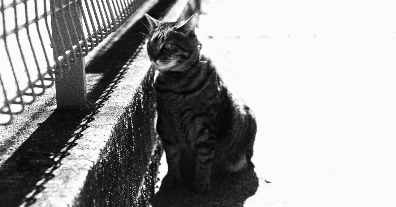 暑いですね｜紅＝猫の瞳に恋する執事 Ti amo♡ ＃キジトラ ＃note ＃小説 ＃エッセイ ＃猫がいる幸せ