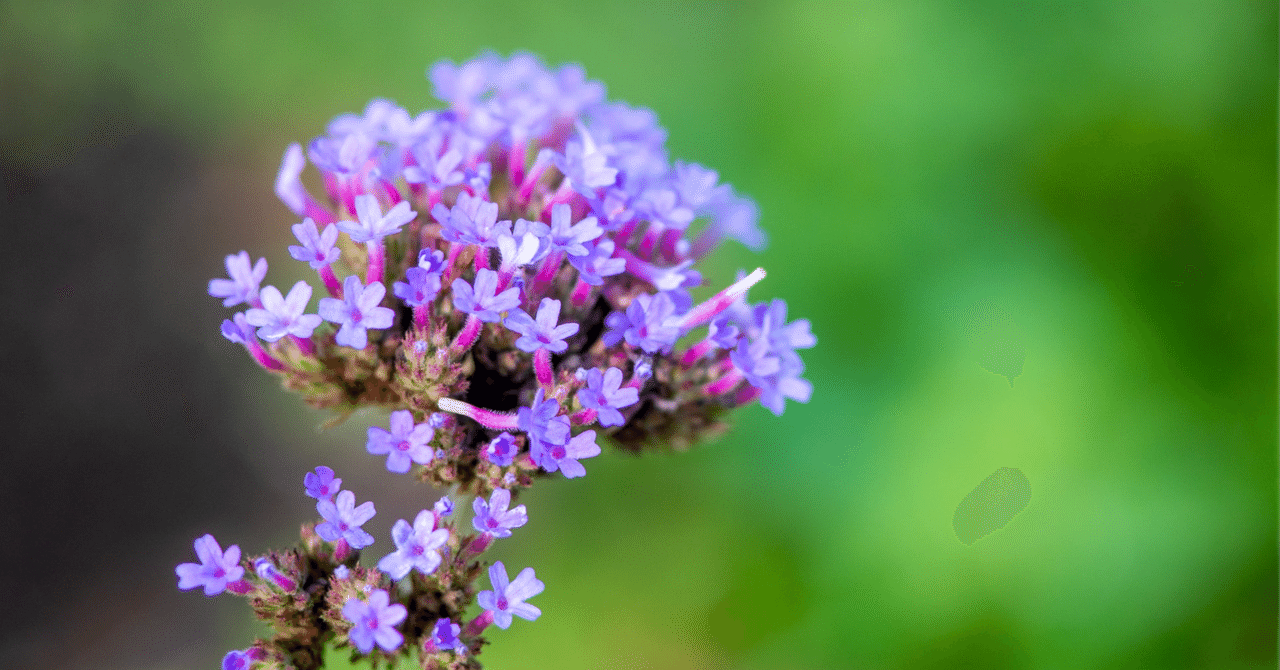 研究を一気に進めていく・週4の場合のメニュー・インスタの運用について考えてみる｜fumi