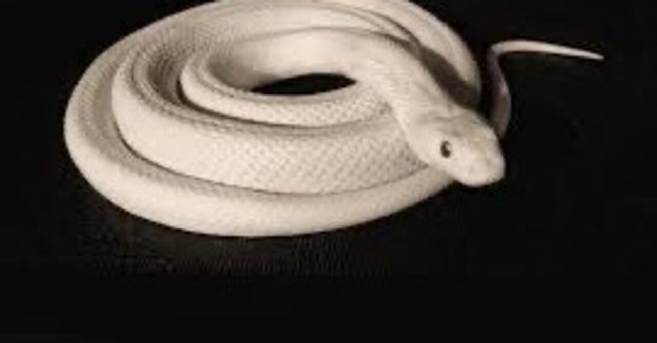 高松6R12:57🔥🔥🔥｜#ゴロリ #競輪予想 #万車 #開運 #金運