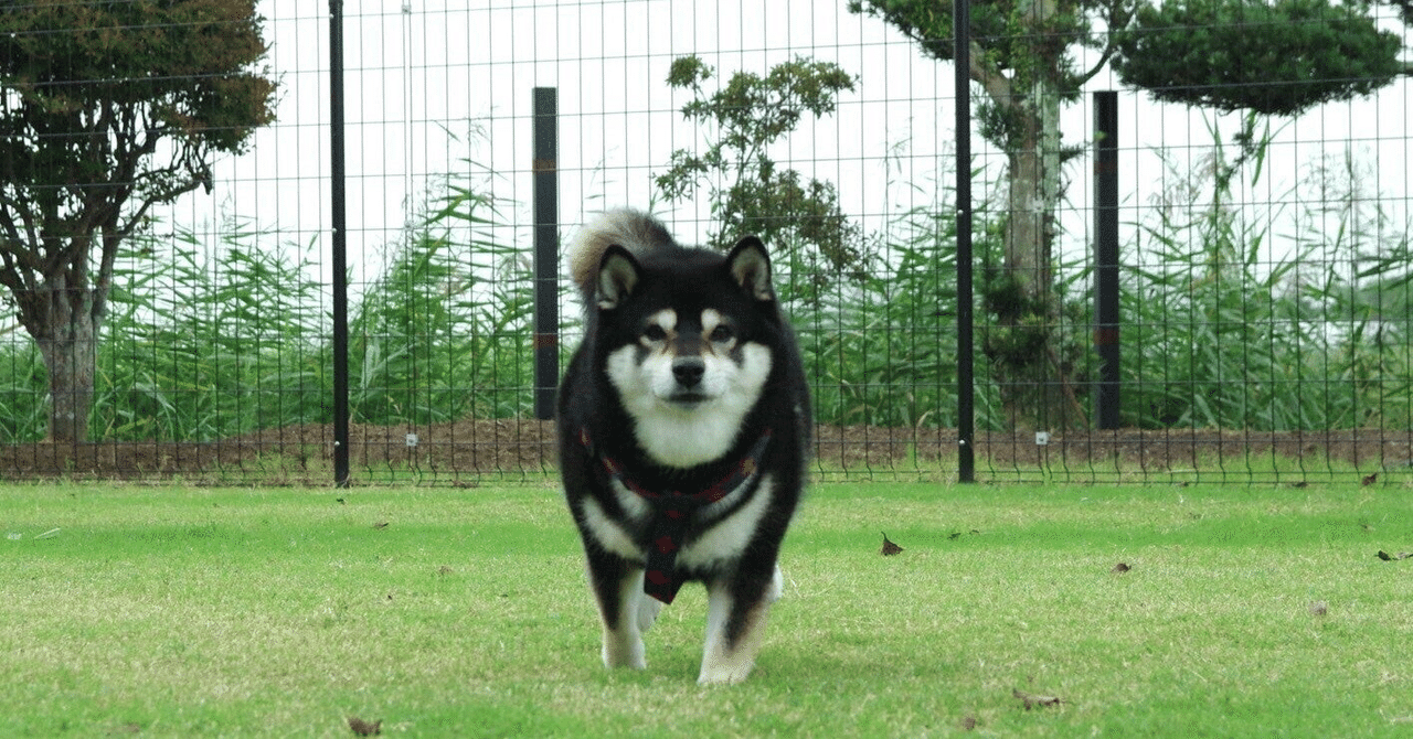 （続かない人必見）絶対に失敗するダイエット2選【健康・ダイエット vol.4】｜mochi_suba🐈🐈