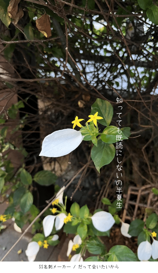 うれしさ半分 https://youtu.be/UMAh5GezkPY 旬杯まだまだ続くよ https://note.com/minhai/n/necc07773aa61｜しろくまきりん🐻 ...