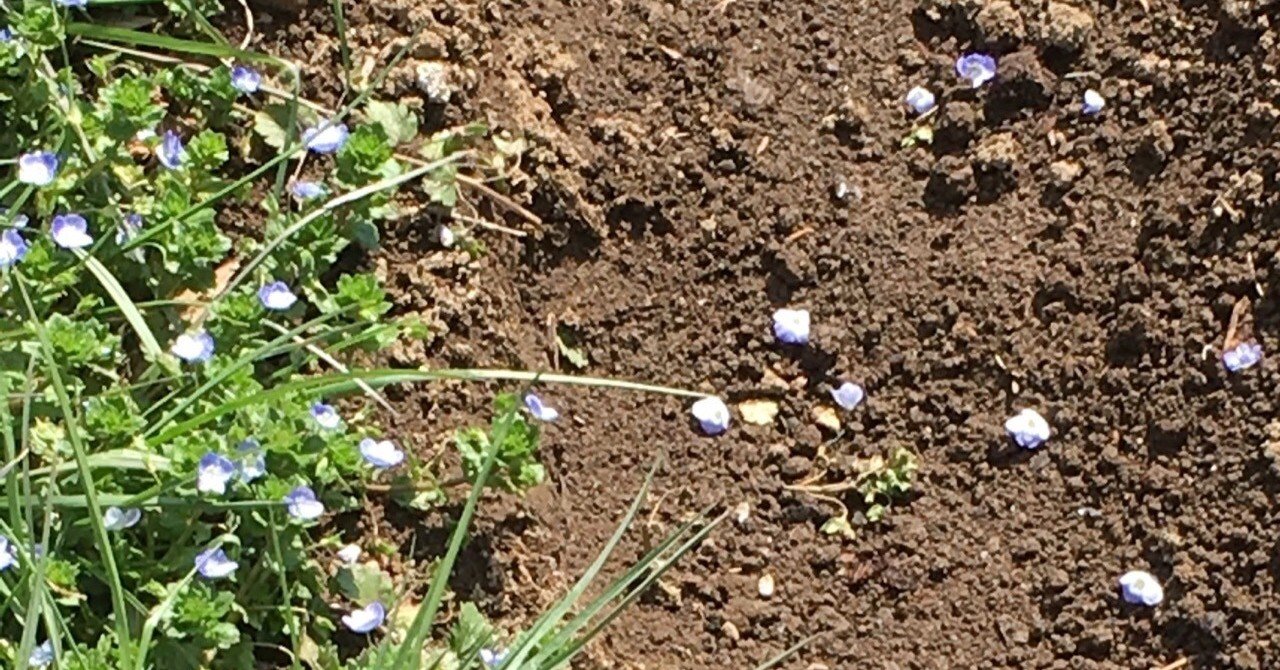 自然のある環境を退院先に選んだのは…｜Rie Abe⭐︎阿邊里恵｜note