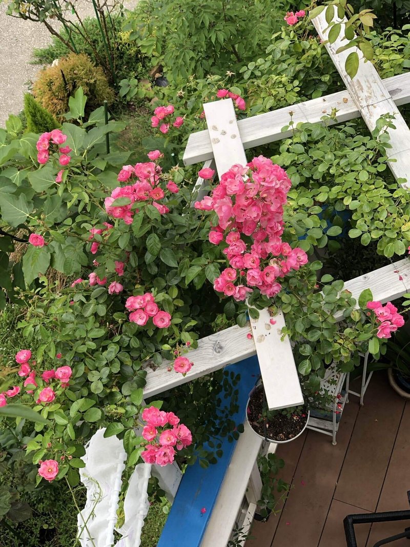 季節の庭 鷹乃学習｜ユメカ（Yumeka.yy）