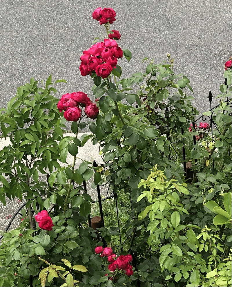 季節の庭 鷹乃学習｜ユメカ（Yumeka.yy）