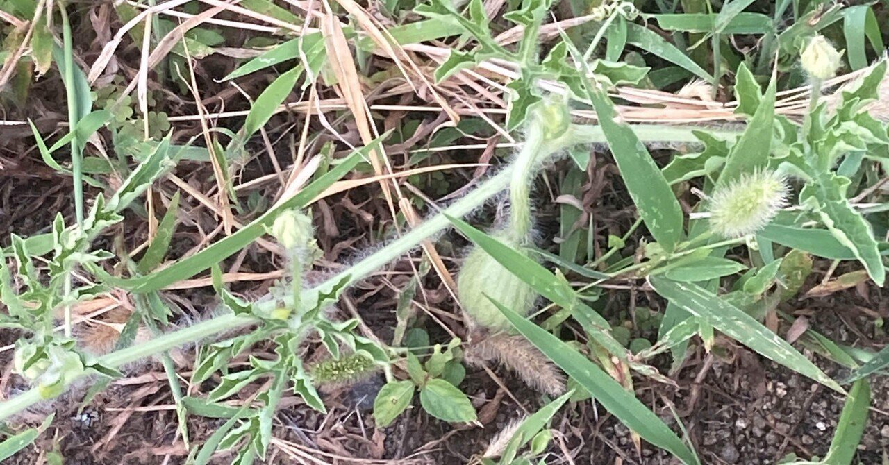 【農業記録】スイカって結局どうすれば大きくて甘いのができるの｜Poccha