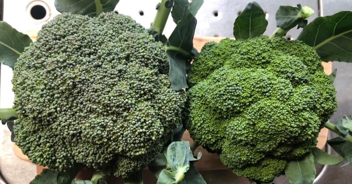 農家でなければまず気にしない、ブロッコリー品種食べ比べ SK9-099 VS おはよう｜吉田拓実｜さいこうファーム OKHOTSK BIHORO