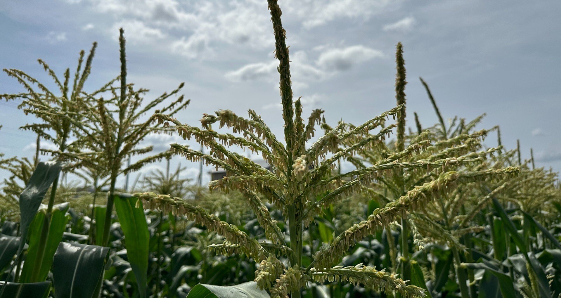 お野菜み～つけた！｜NicePapa 平野 尚志｜note