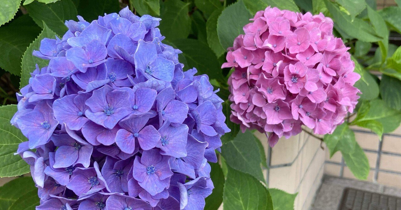 7月20日 #1141｜unico