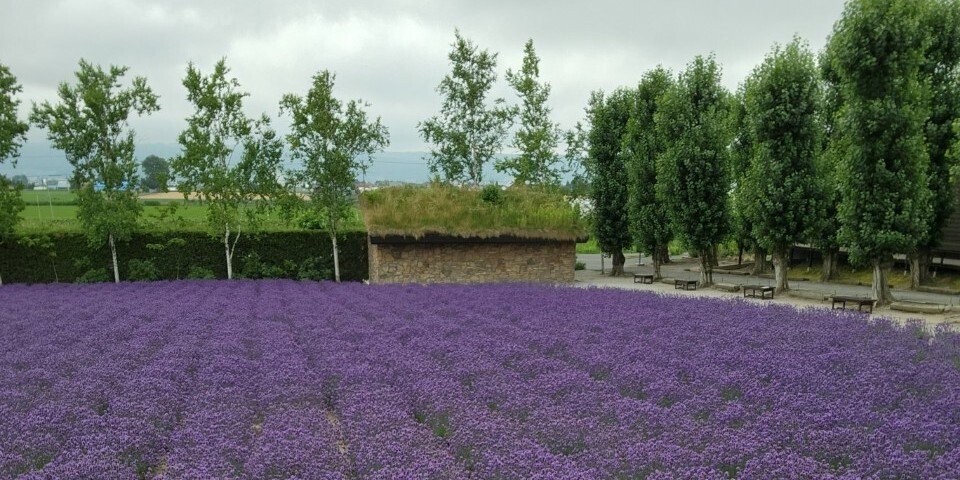 メンタルヘルス ストレスコーピング｜naho｜note